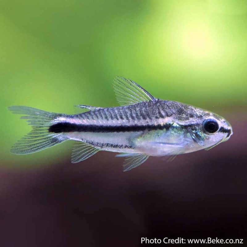 Assorted Fancy Betta or Siamese Fighting fish - McMerwe - South Africa