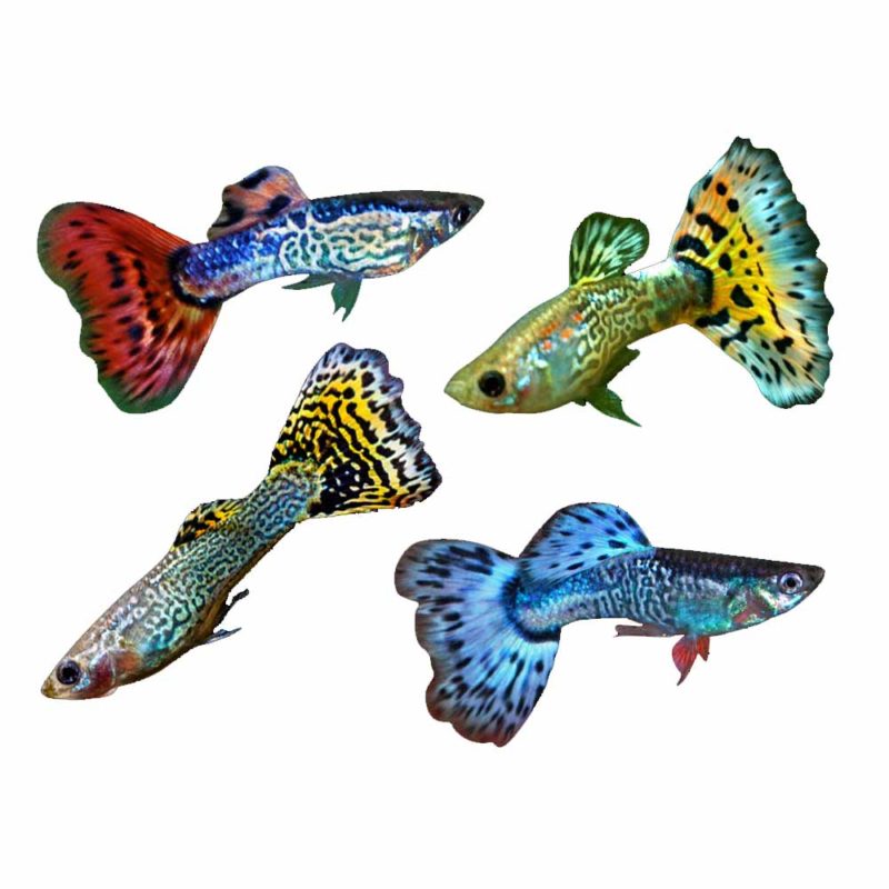 Guppy Male Assorted (Poecilia reticulata) - Cape Town - SA