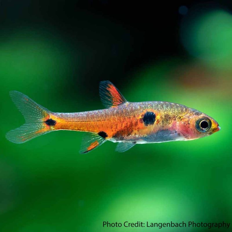 Chili Rasbora (Boraras brigittae) - Cape Town - South Africa