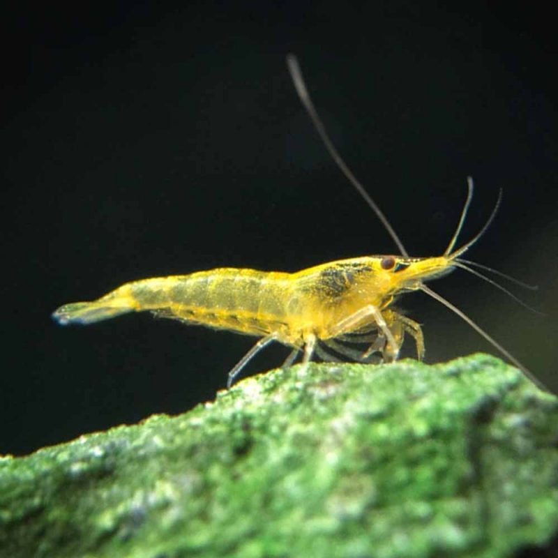 Buy Shrimp - Cape Town - McMerwe - South Africa