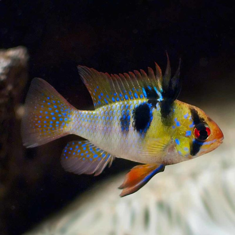 German Blue Ram (Mikrogeophagus ramirezi) - McMerwe - Cape Town - South ...