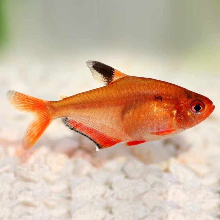 Vampire Shrimp (Atya gabonensis) - South Africa - McMerwe - Online Store